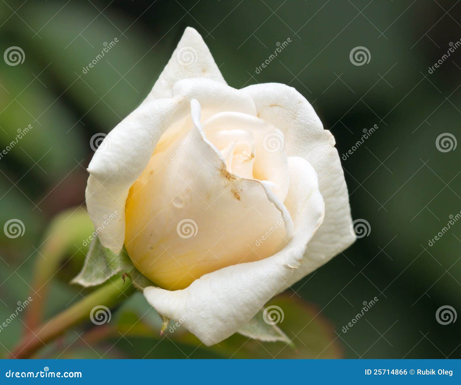 White rose stock photo. Image of plant, stalk, rose, white - 25714866