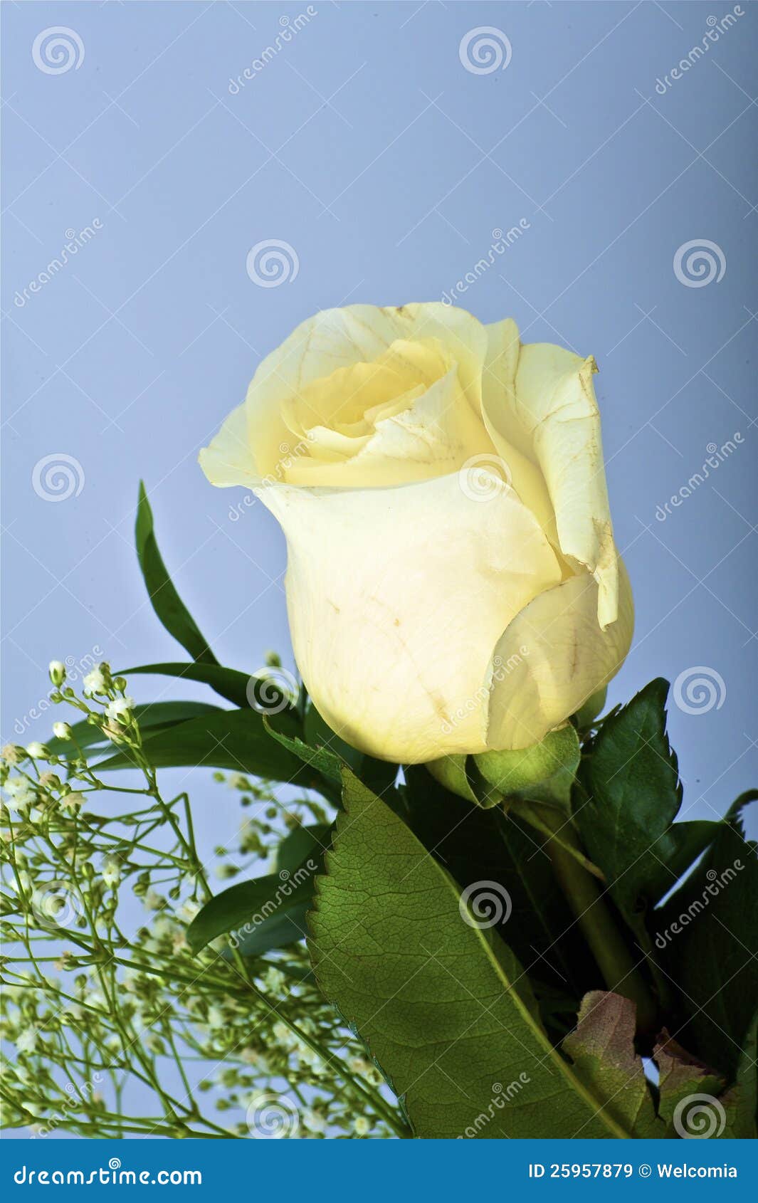 White Rose stock image. Image of white, special, plant - 25957879