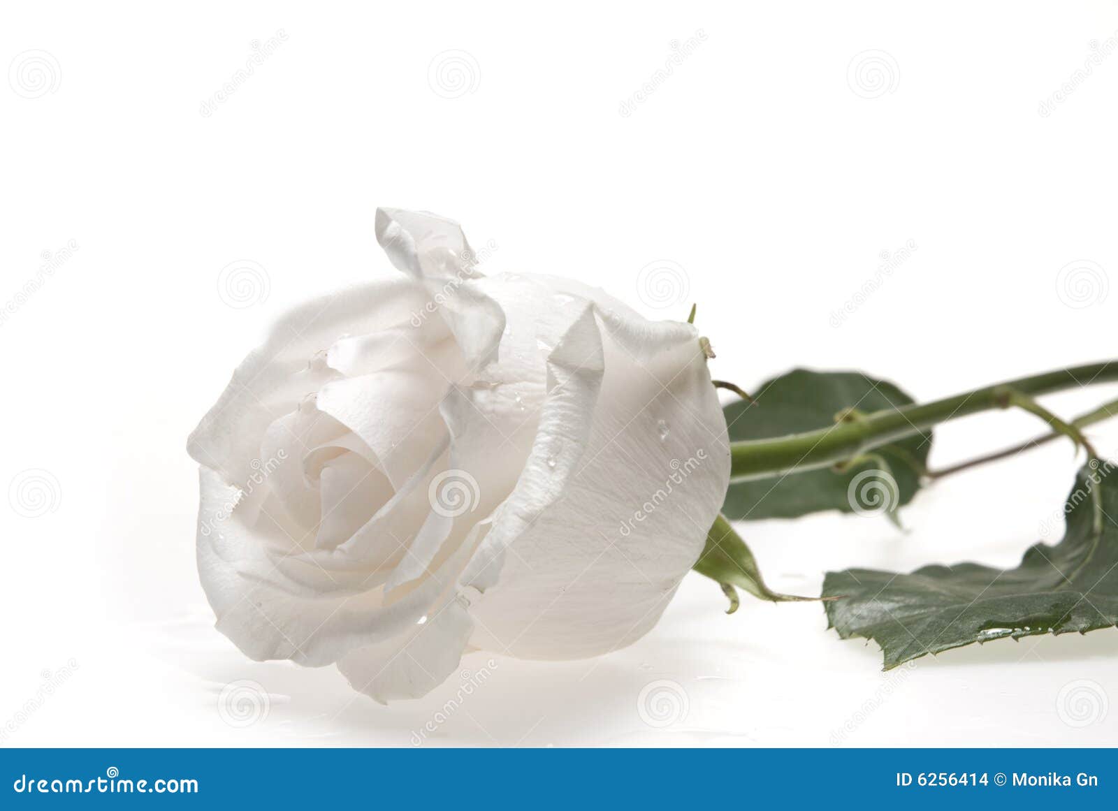 White rose stock photo. Image of garden, flores, single - 6256414