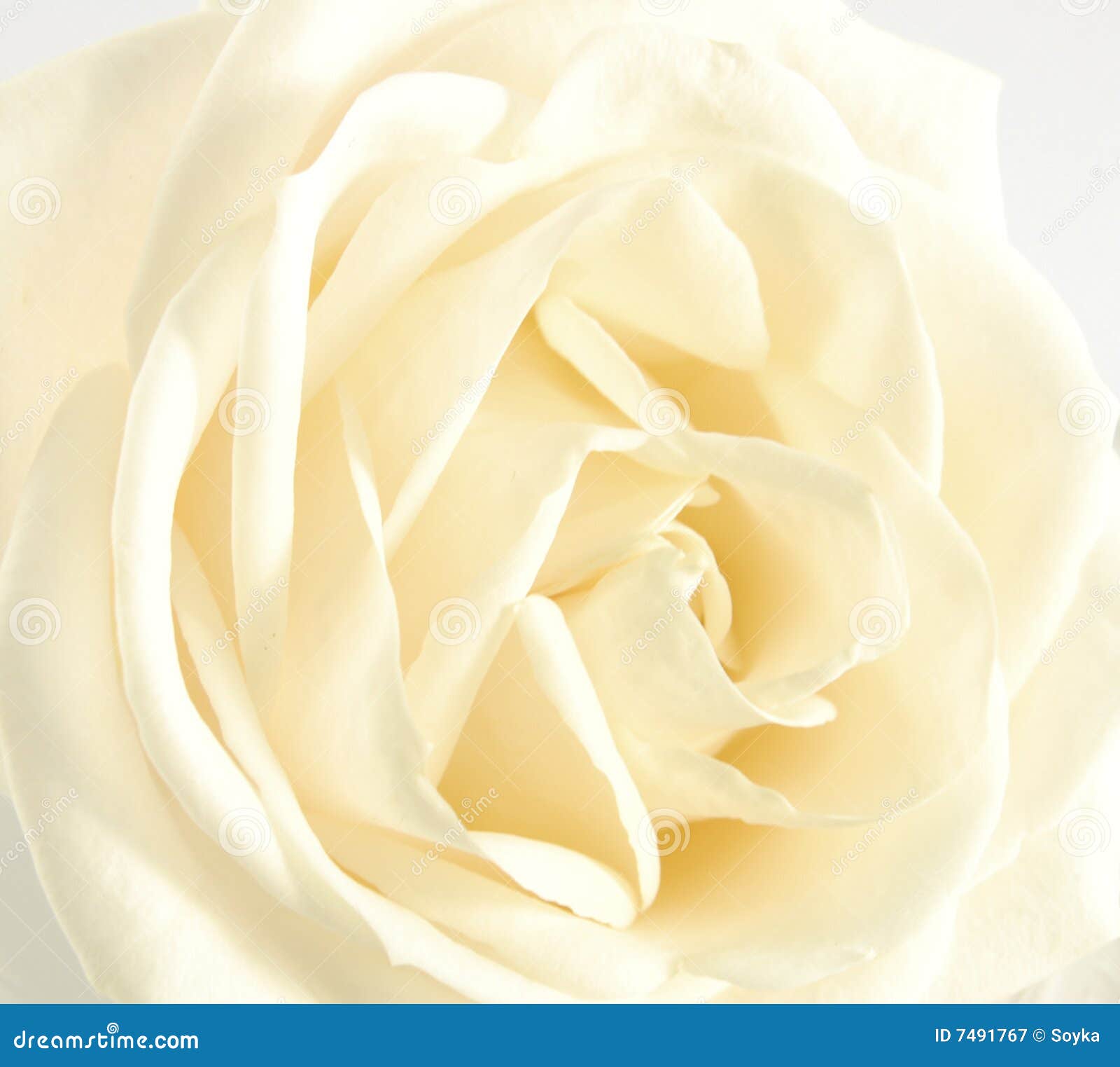 White rose stock image. Image of white, flower, cream - 7491767