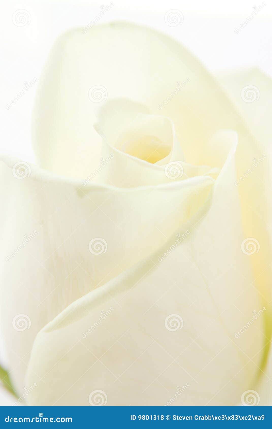 White Rose stock photo. Image of white, rose, details - 9801318