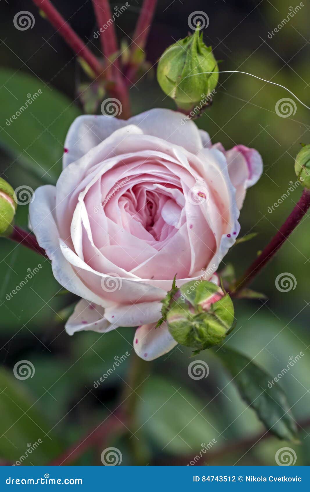 White Rose from above stock photo. Image of beautiful - 84743512
