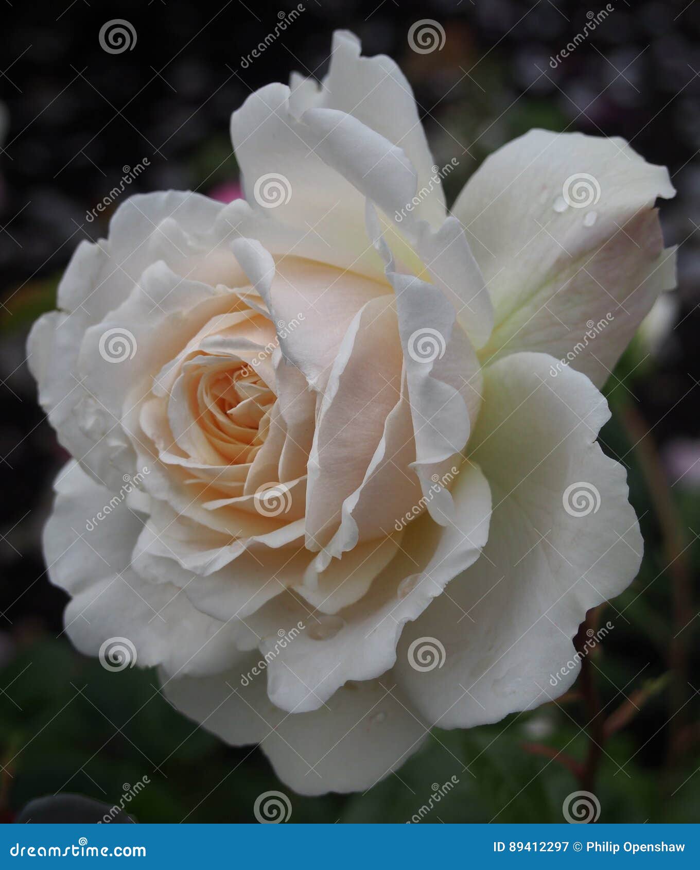 White Rose Against a Dark Background Stock Image - Image of beauty ...