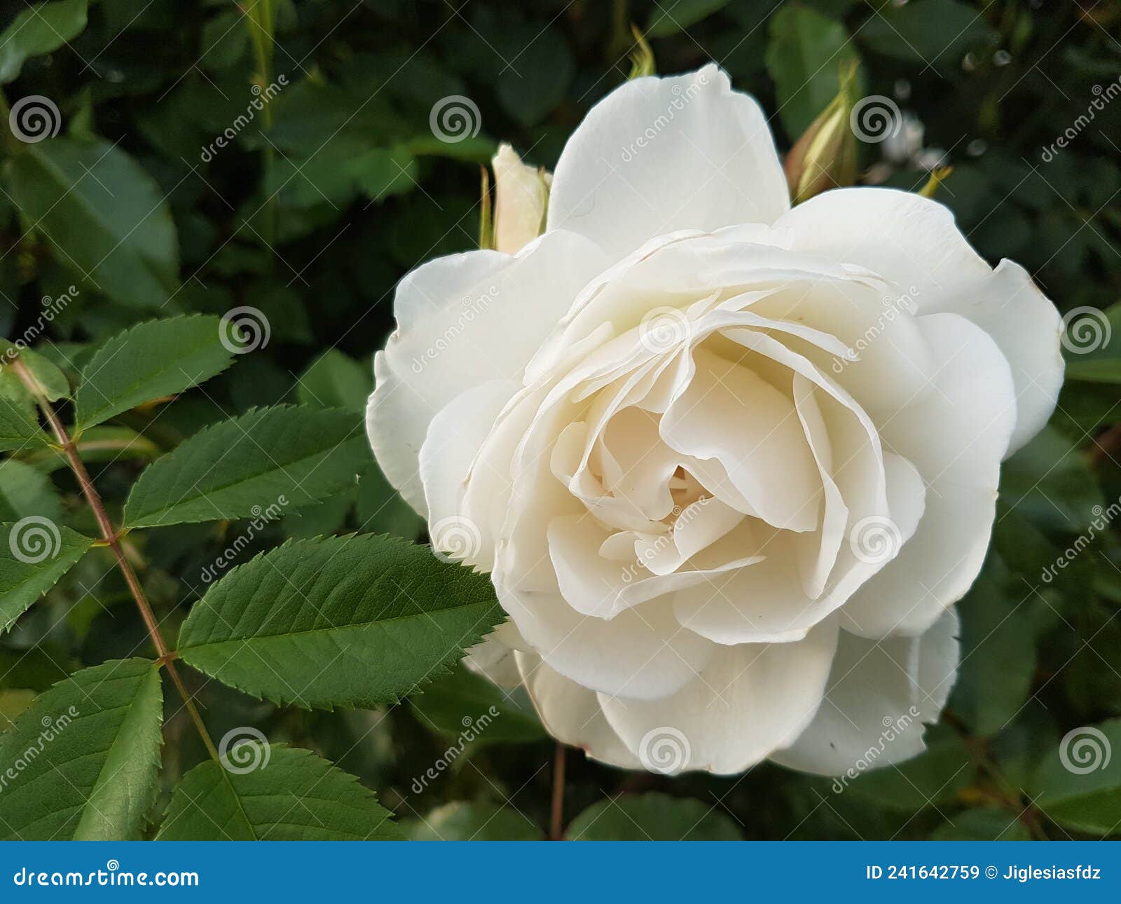 White rose alone stock image. Image of copy, rosa, leaves - 241642759