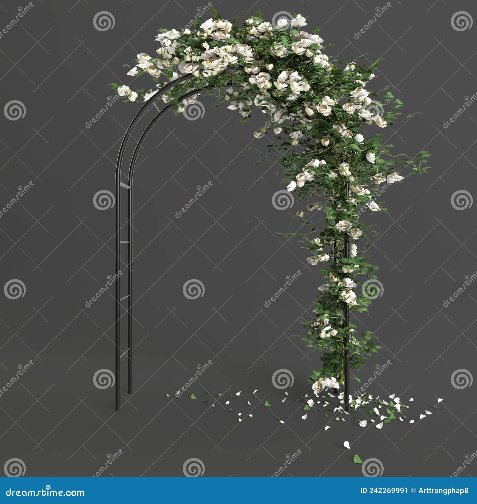 White Rose Arch Isolated on Dark Gray Background, Front View Stock ...