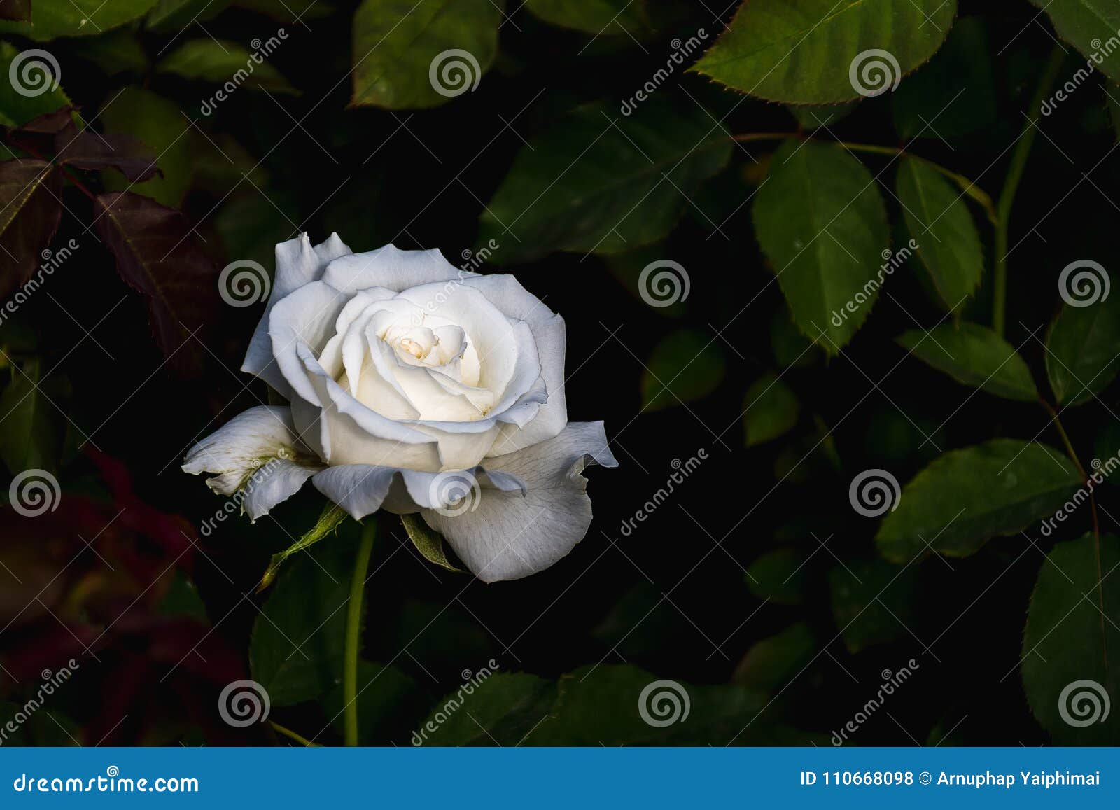 White Rose Backdrop with Soft Light Stock Photo - Image of light, wood ...
