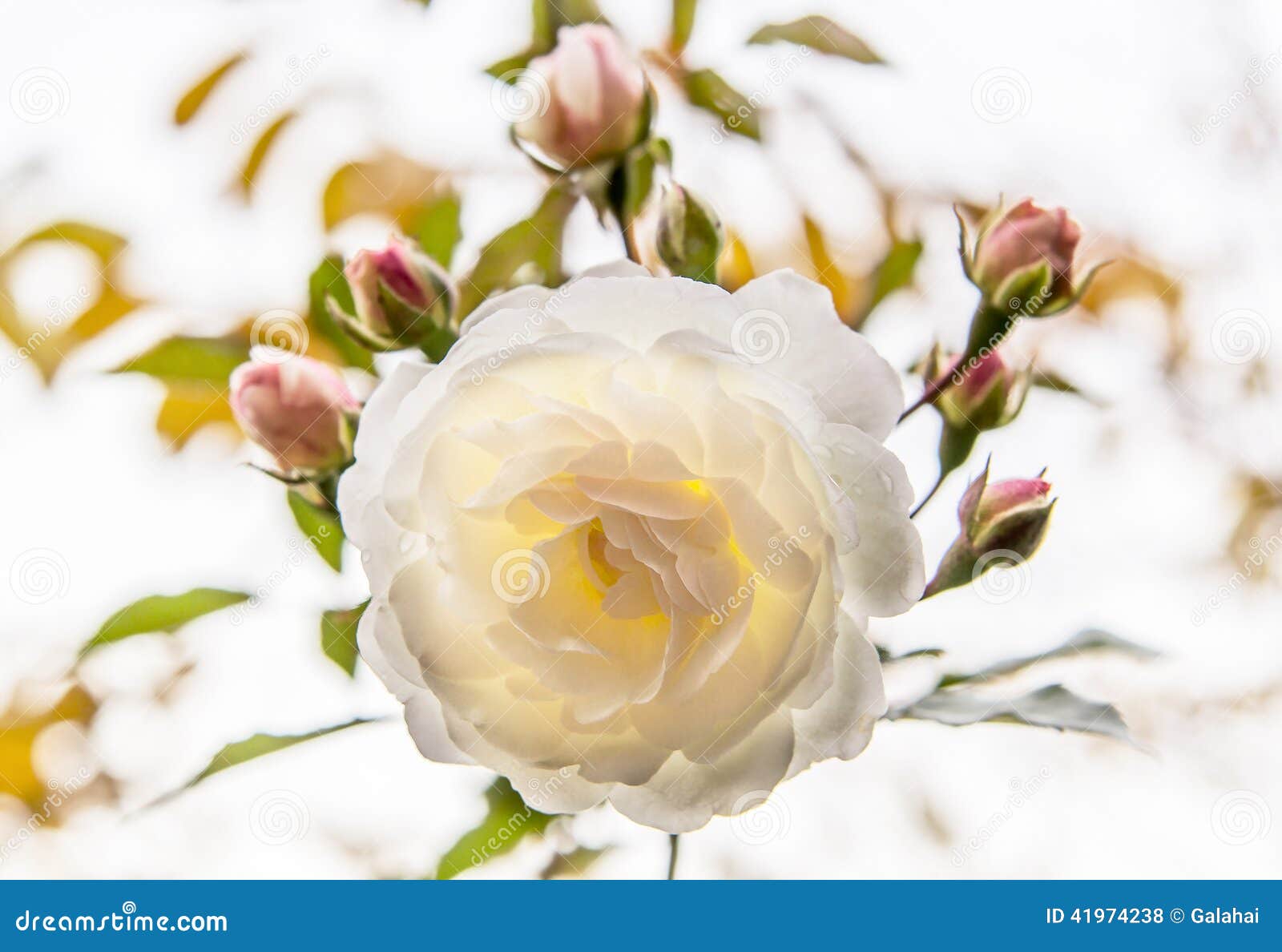 White rose, backlit stock photo. Image of drops, green - 41974238