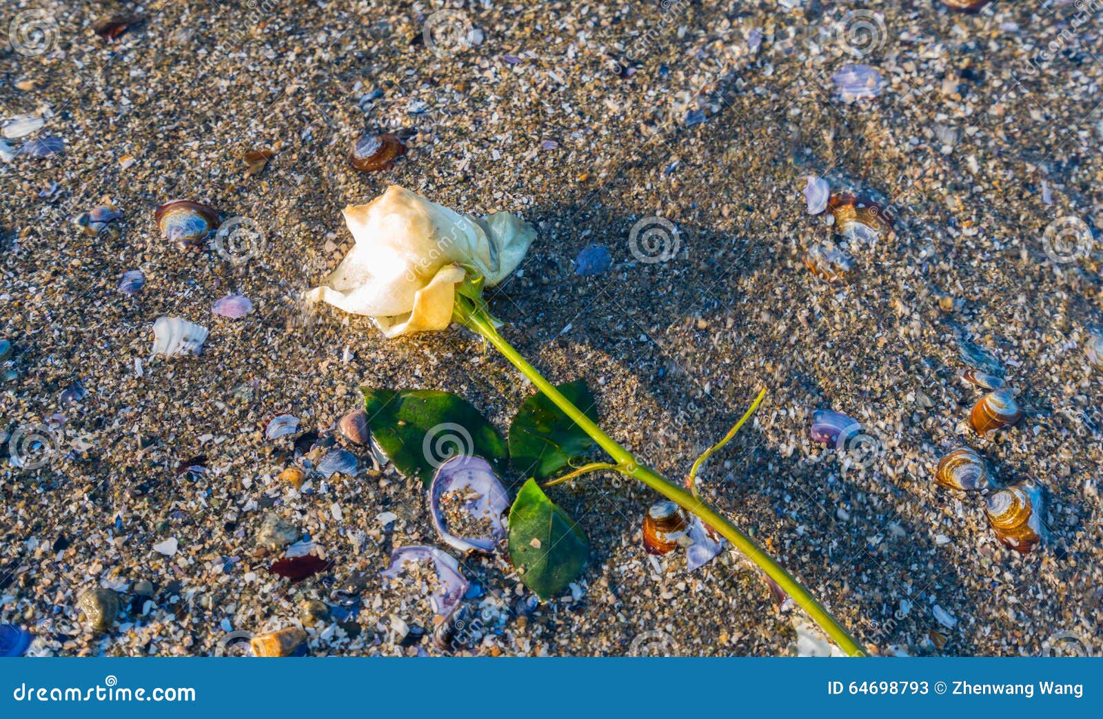 White Rose on the beach stock image. Image of peace, leave - 64698793