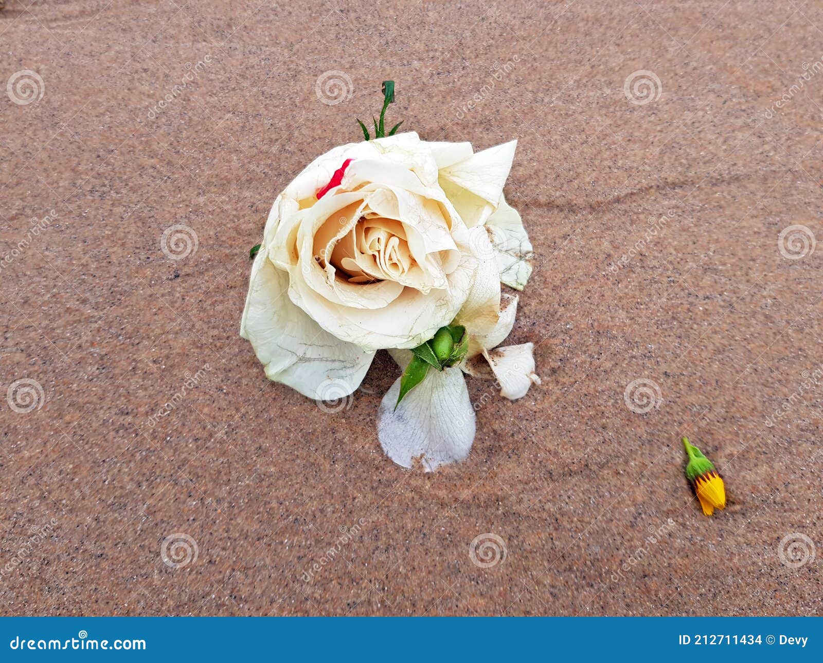 White Rose at the Beach Near the Ocean Stock Photo - Image of glamorous ...