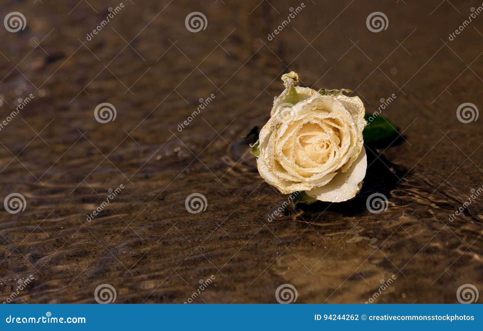White Rose On Beach Picture. Image: 94244262