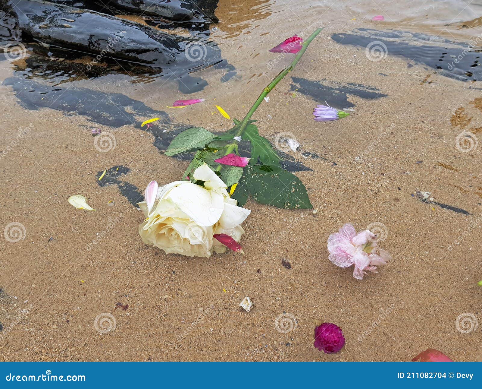 White rose at the beach stock photo. Image of droplet - 211082704