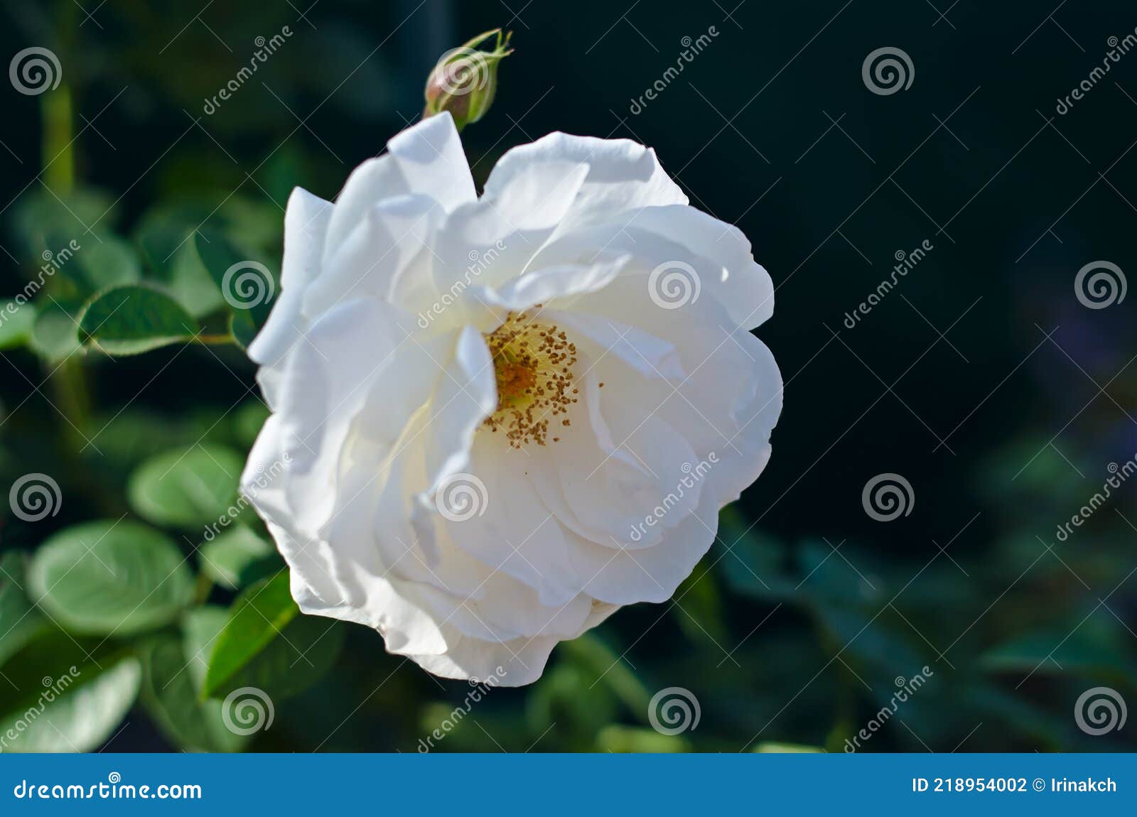 White Rose Grows in the Garden Stock Photo - Image of white, profile ...