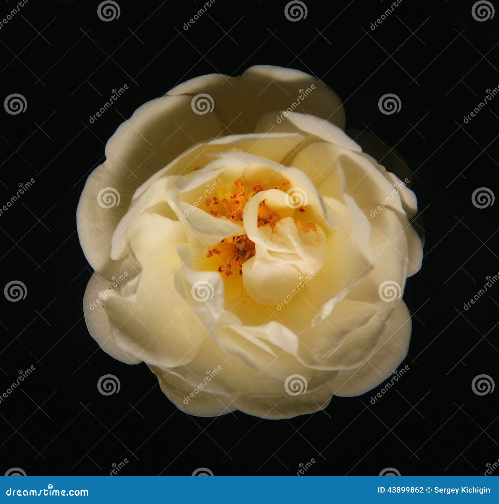 White Rose in the Black Background Stock Photo - Image of leaf ...