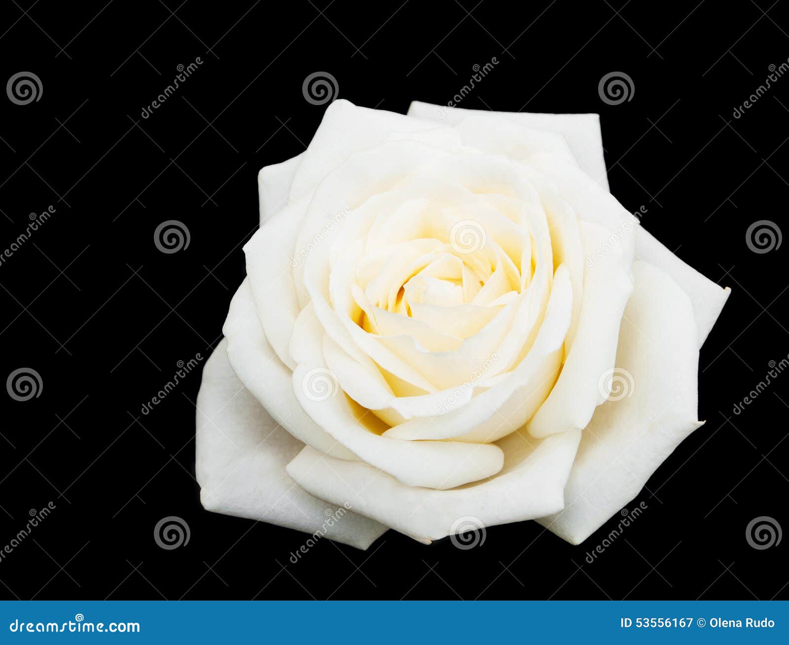 White Rose on a Black Background Stock Image - Image of decoration ...