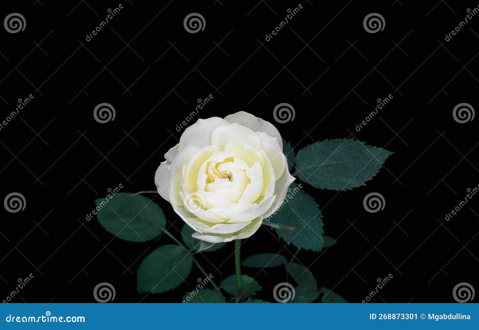 White Rose on a Black Background. Stock Illustration - Illustration of ...