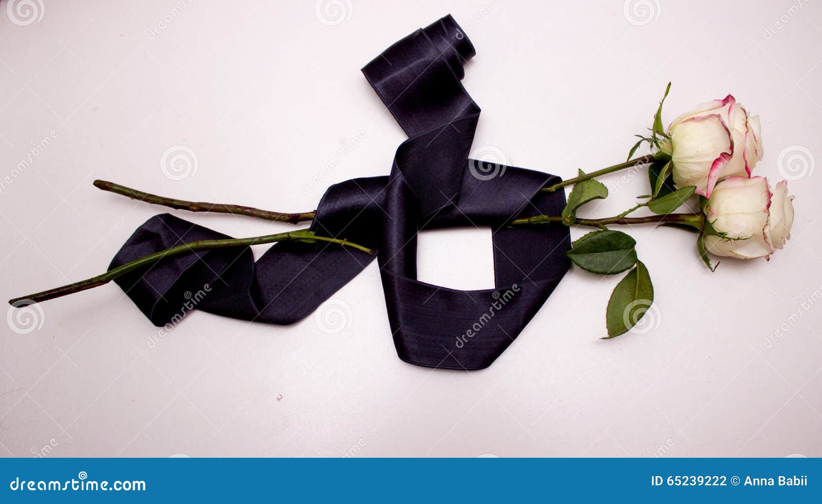 White Rose with Black Ribbon Stock Photo - Image of gift, white: 65239222