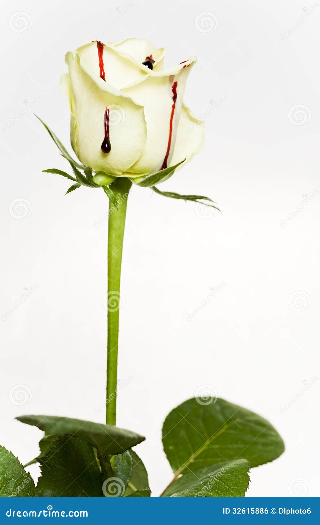 White Rose with Blood Droplets Stock Photo - Image of leaves, problem ...