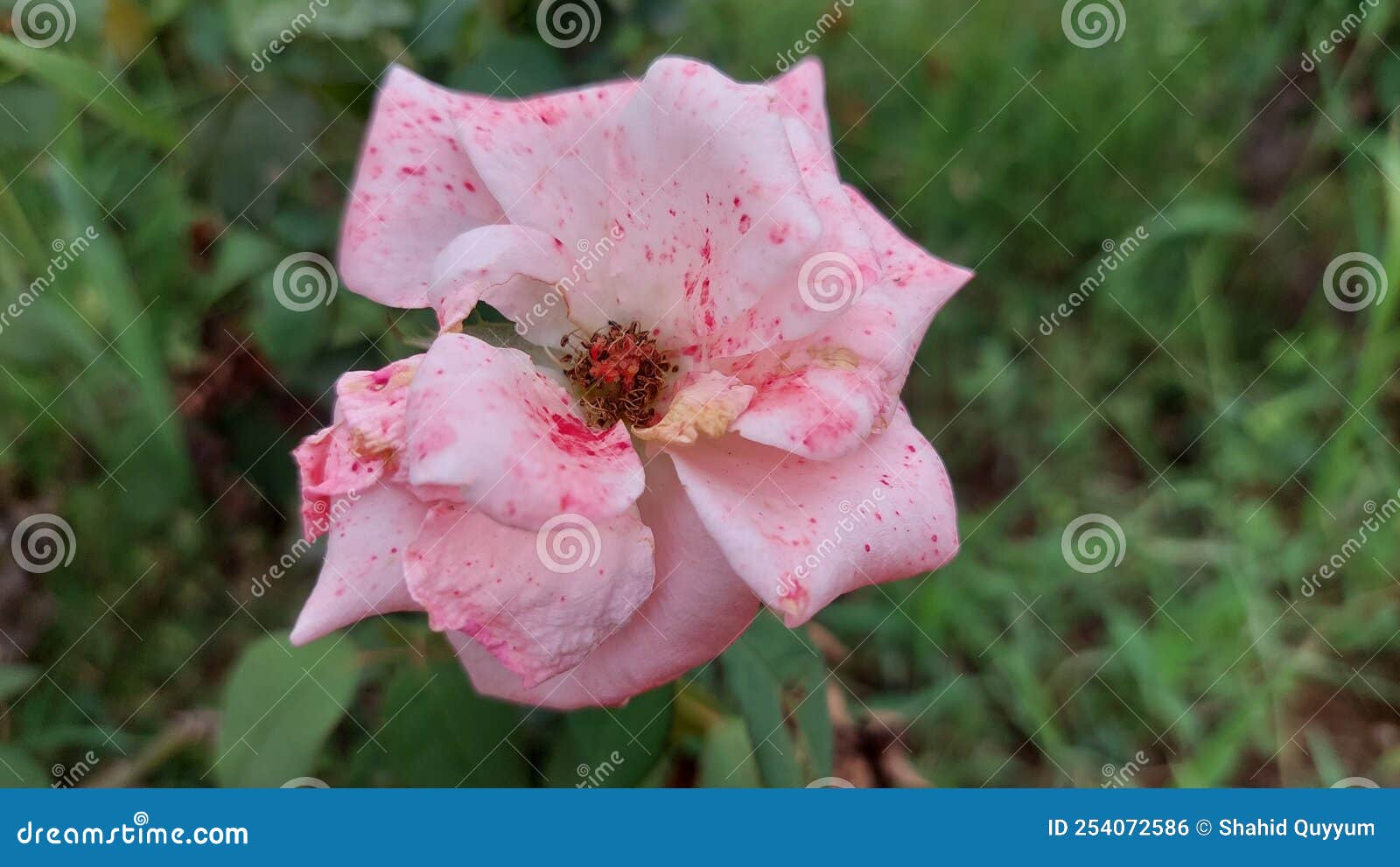 White Rose with Blood Spots Blooming Stock Photo - Image of lilac ...