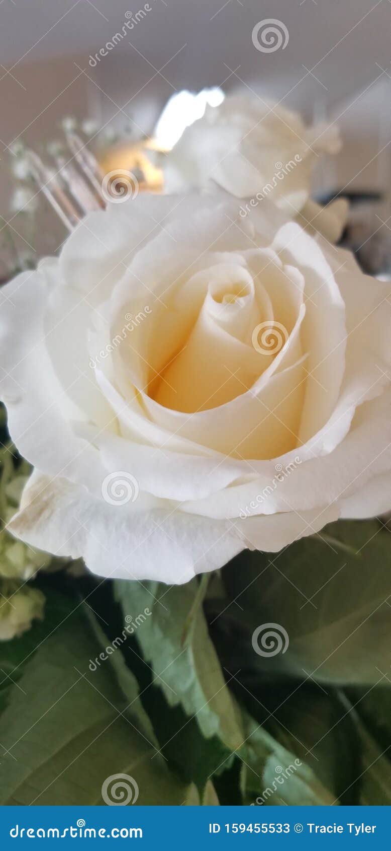 White rose bloom stock image. Image of white, rose, bloom - 159455533
