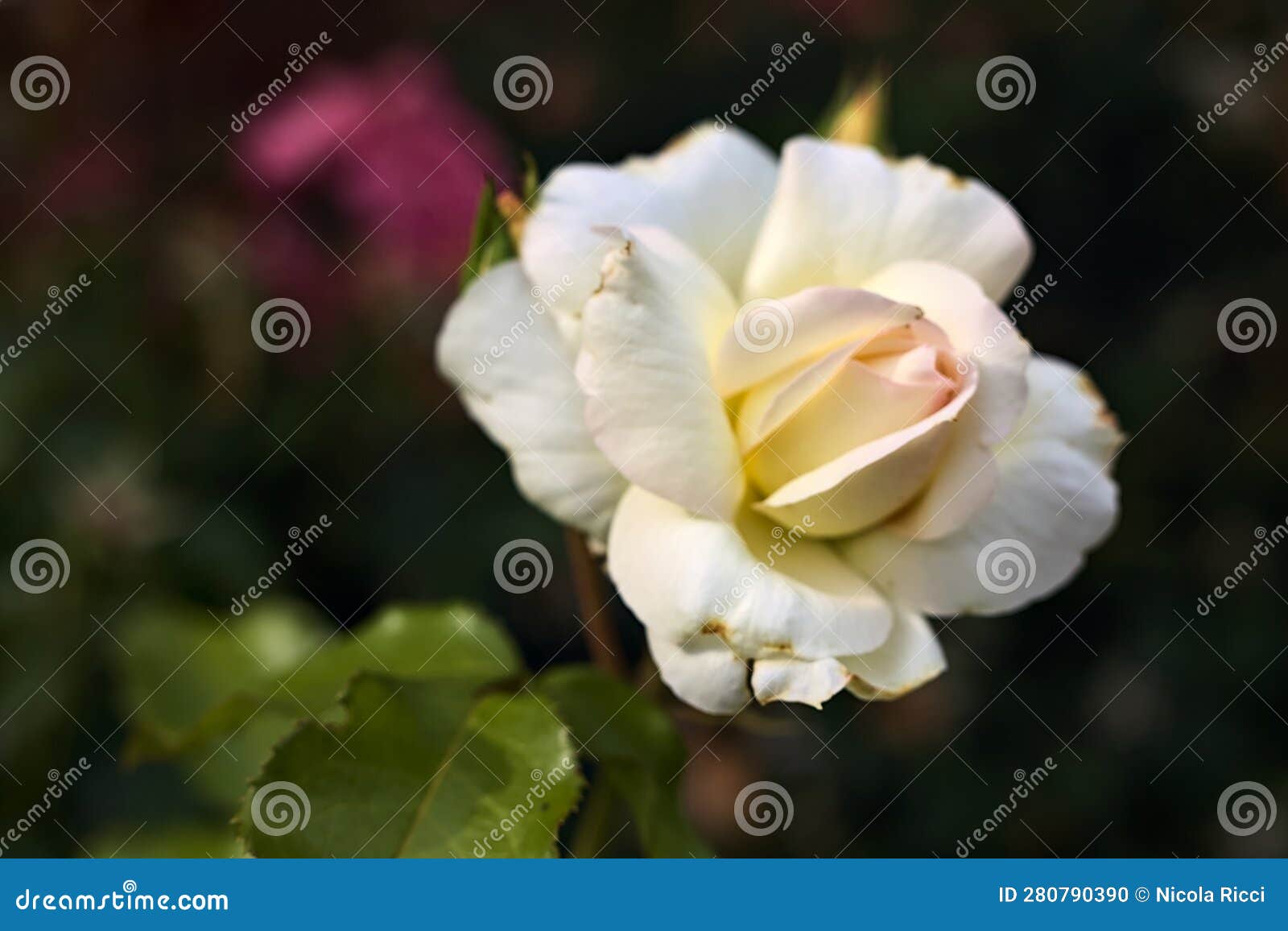 White Rose almost in Bloom Seen Up Close Stock Photo - Image of exotic ...