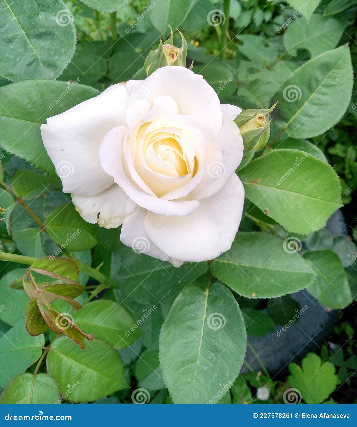 White Rose Bloomed stock image. Image of leaf, rose - 227578261