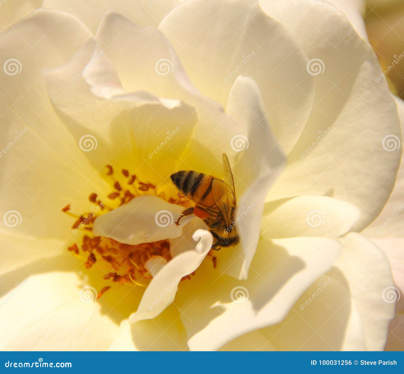 Close-up of Beautiful White Rose Blossom with Bee Stock Photo - Image ...