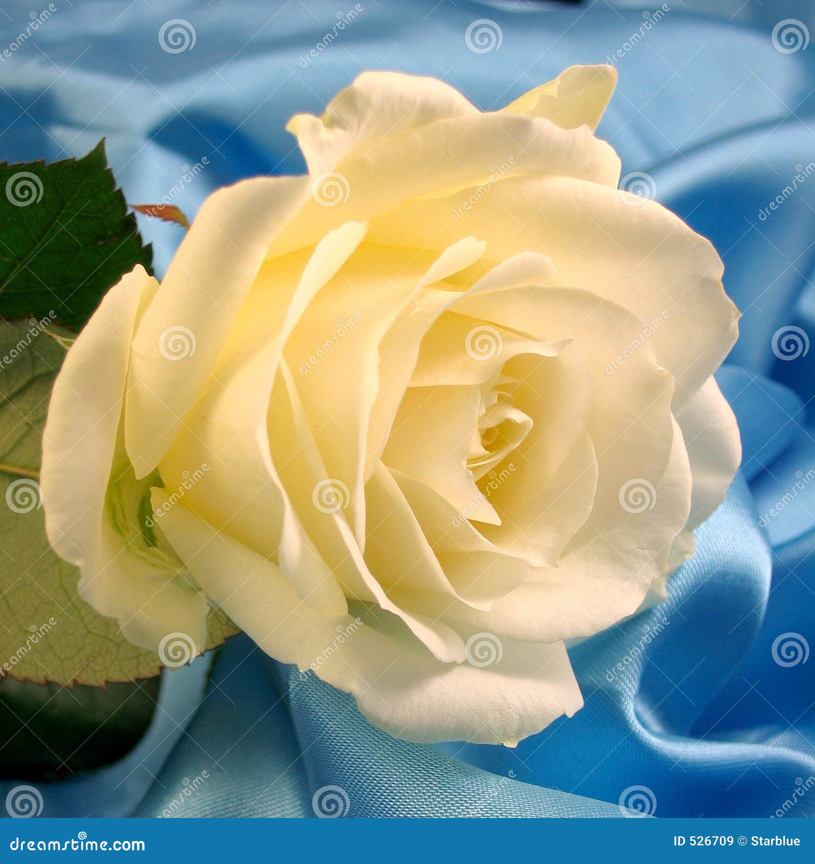 White rose on blue stock image. Image of rose, nature, blue - 526709