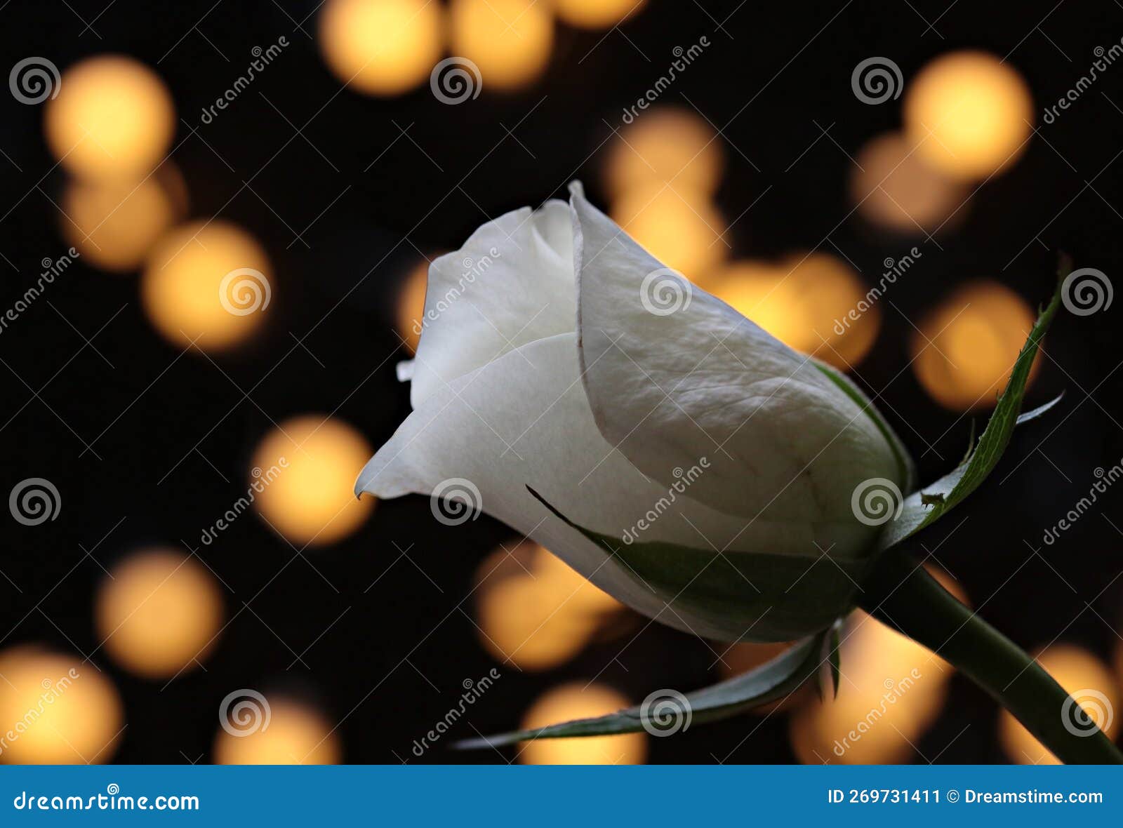White Rose stock image. Image of leaf, lighting, black - 269731411