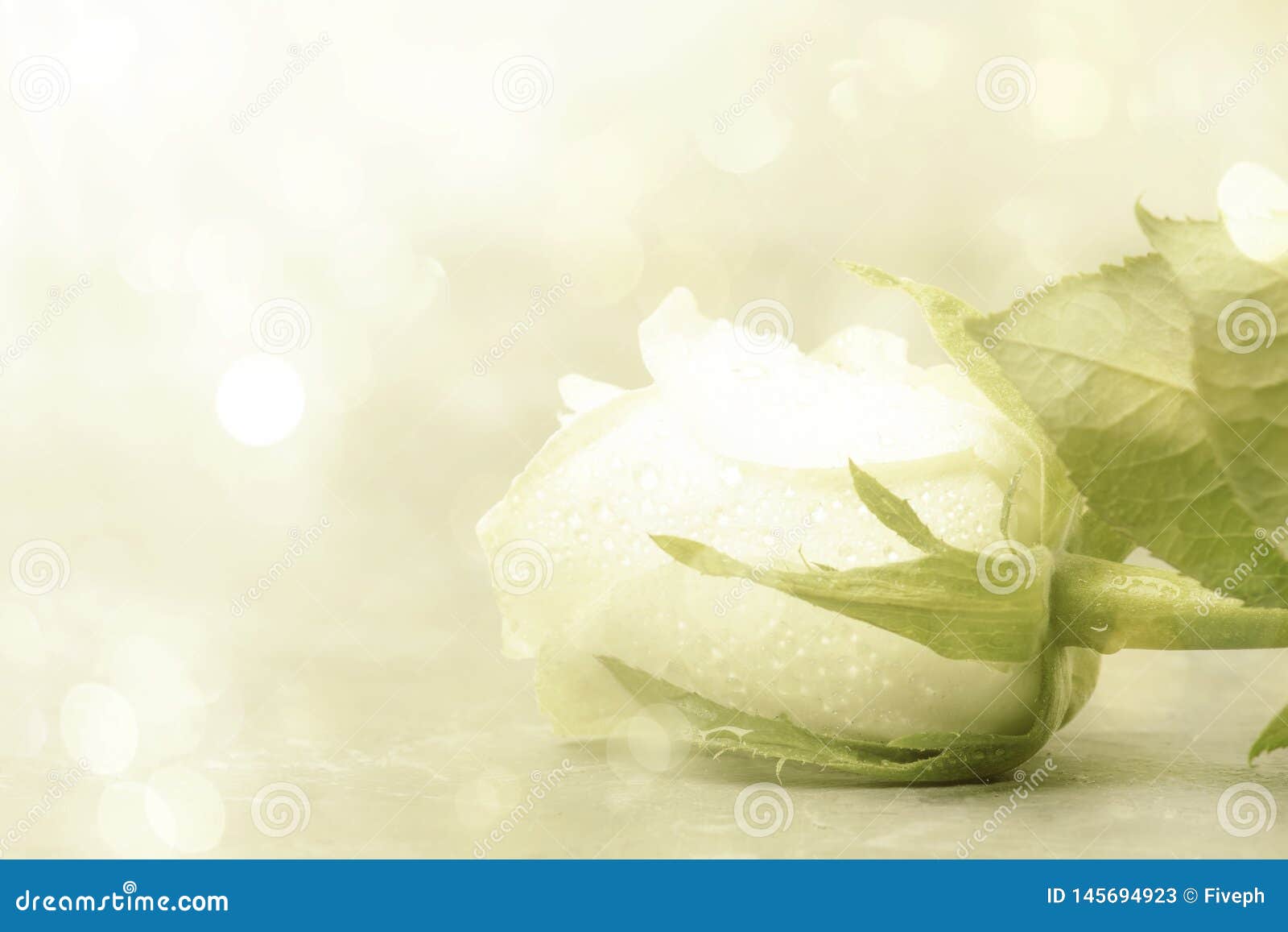 White Rose with Bokeh on Light Background, Vintage Postcard Imitation ...