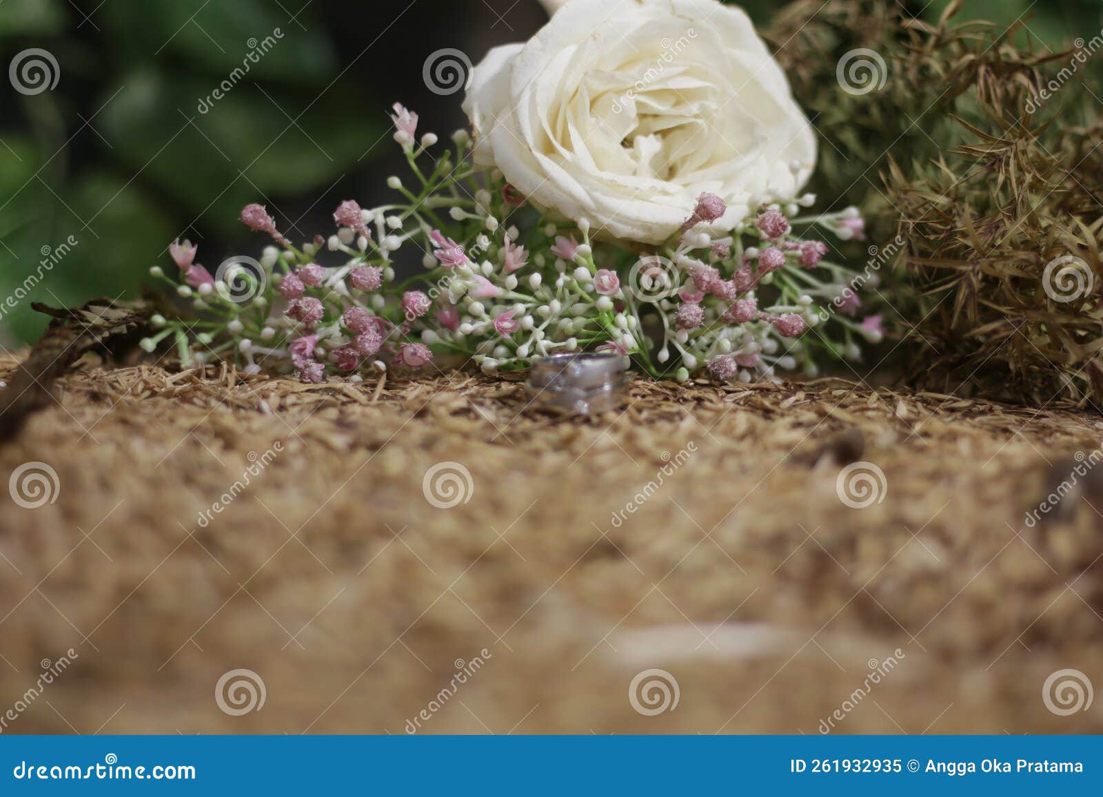 White Rose in the Bottom and the Ring Wedding Stock Image - Image of ...
