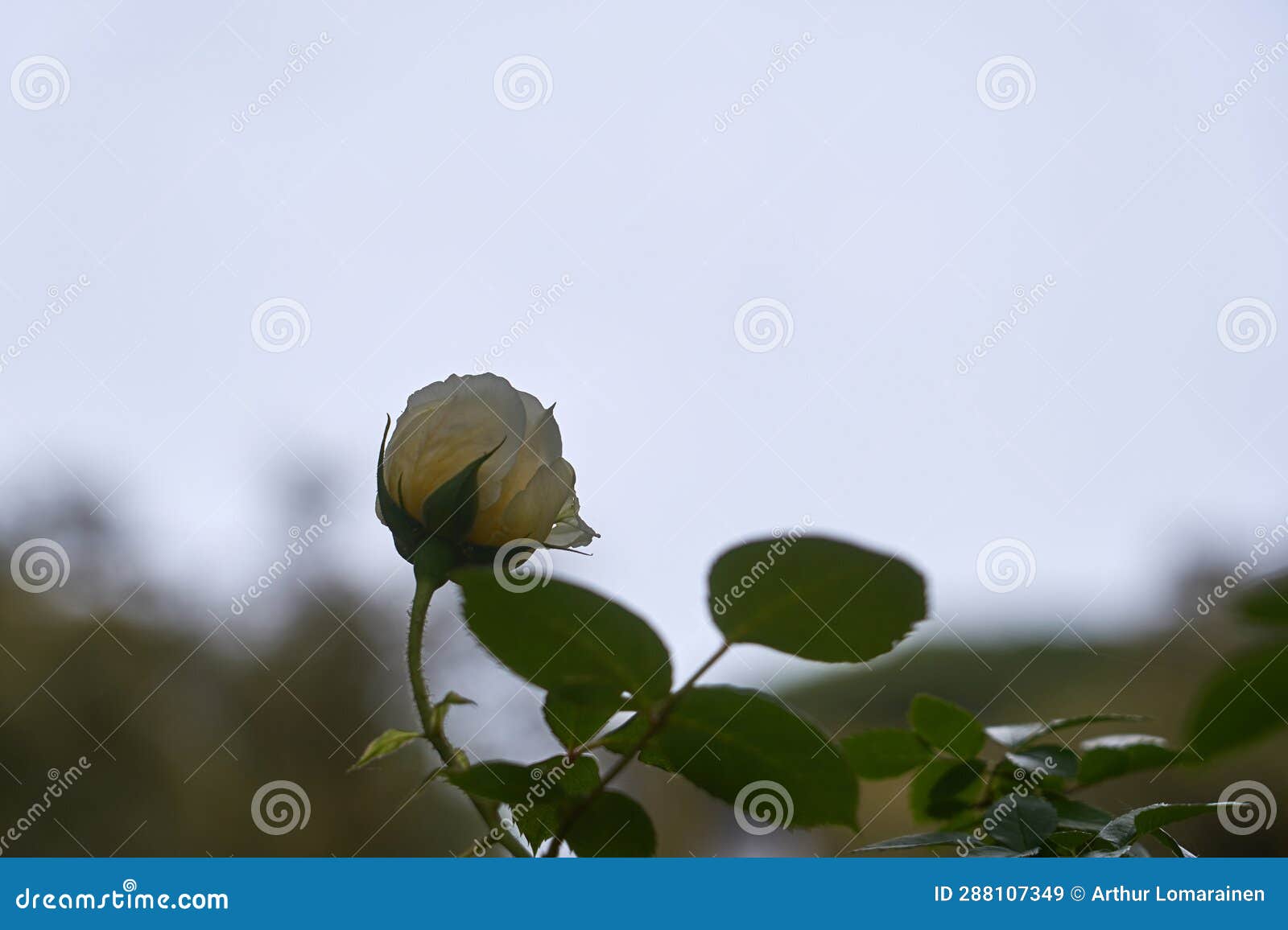 A White Rose on a Branch with a Blurred Background. Stock Image - Image ...