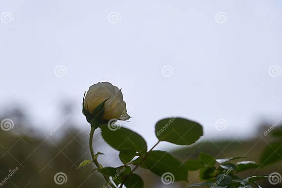 A White Rose on a Branch with a Blurred Background. Stock Image - Image ...