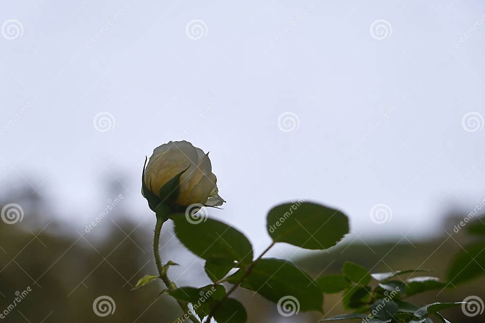 A White Rose on a Branch with a Blurred Background. Stock Image - Image ...