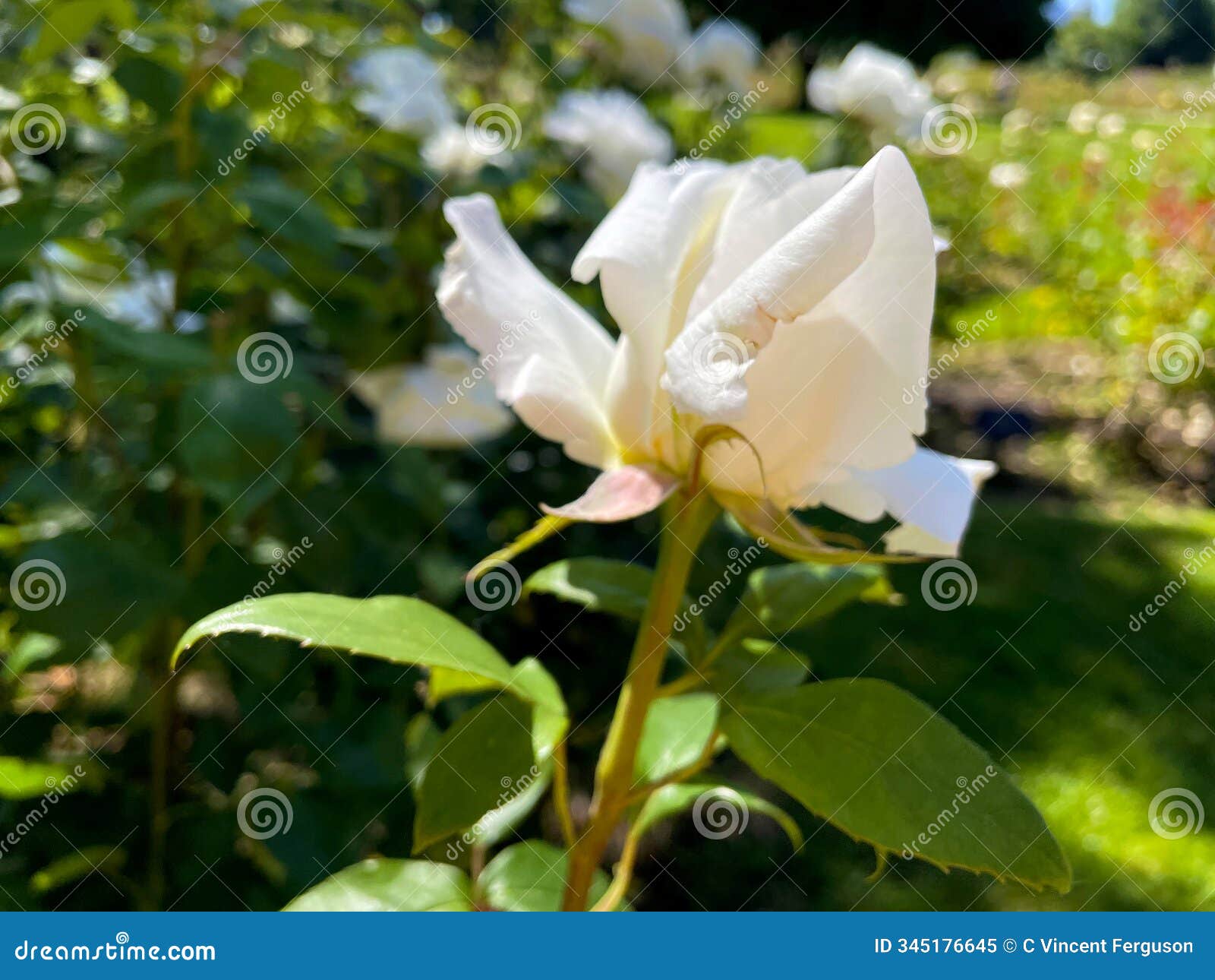 White Petal Rose Flower Bud in Sun Stock Image - Image of rosaceae ...