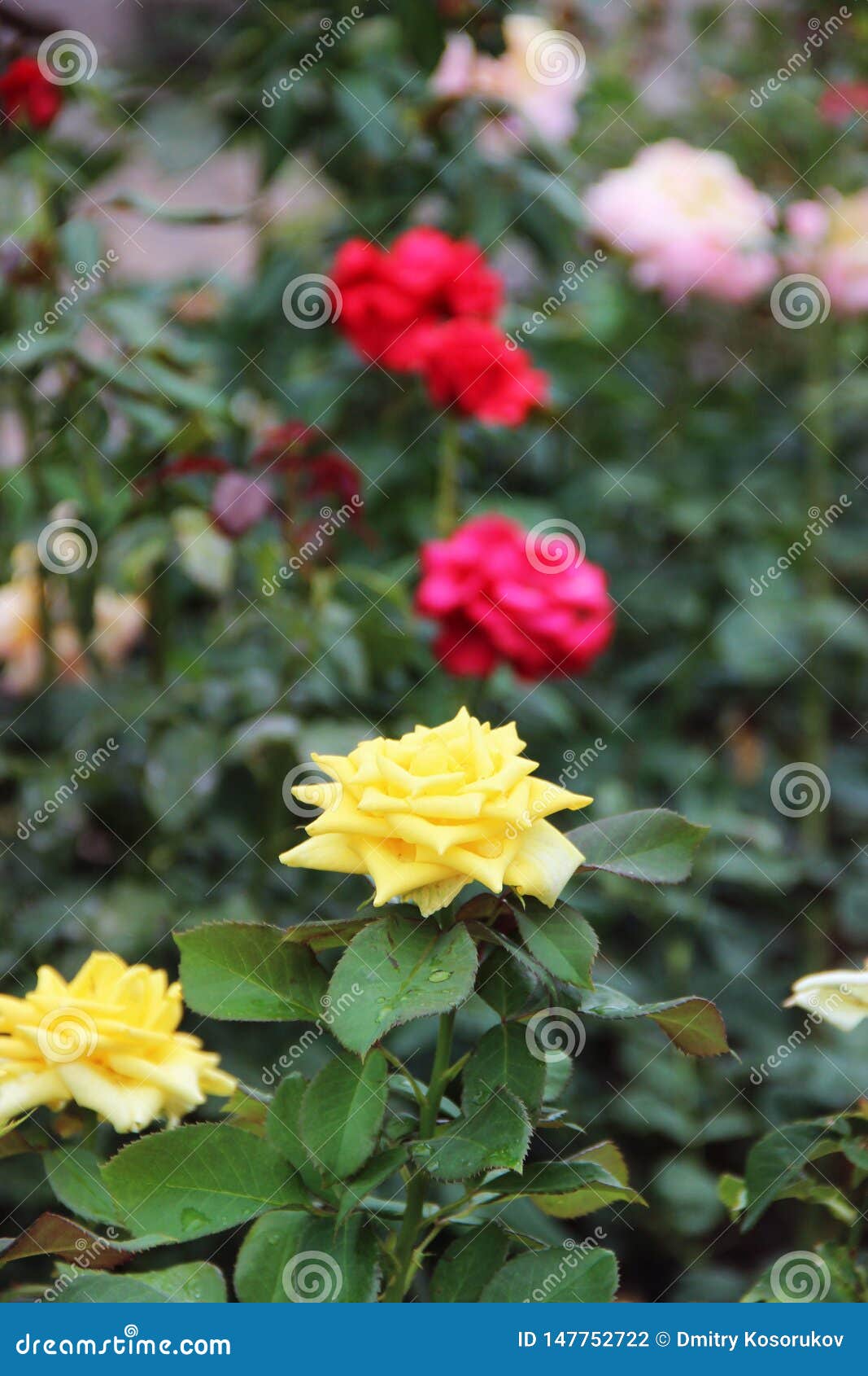 White rose Bud on a Bush stock photo. Image of floral - 147752722