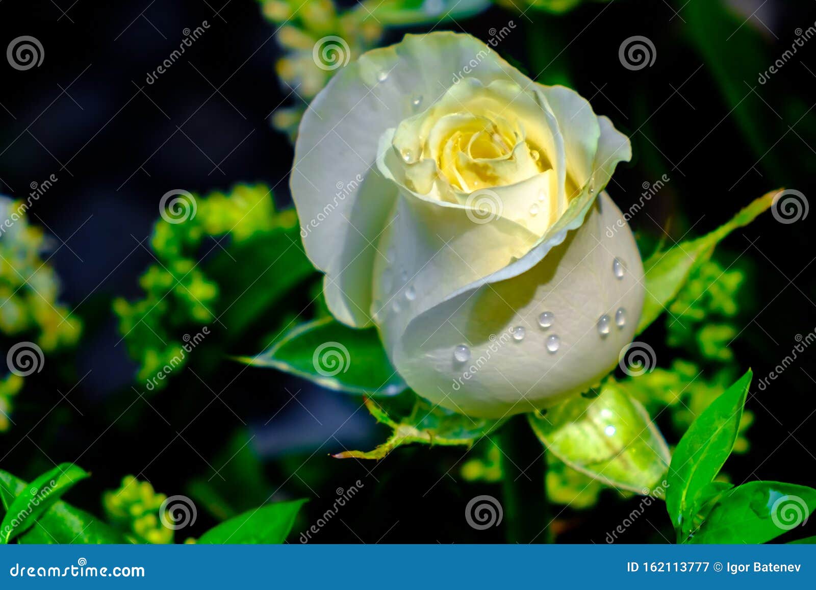 White rose bud close-up. stock image. Image of flowers - 162113777