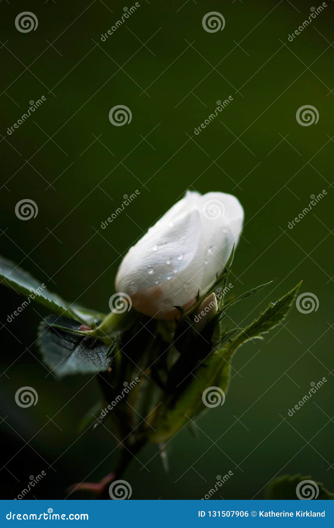 White Rose Bud stock photo. Image of botany, colour - 131507906