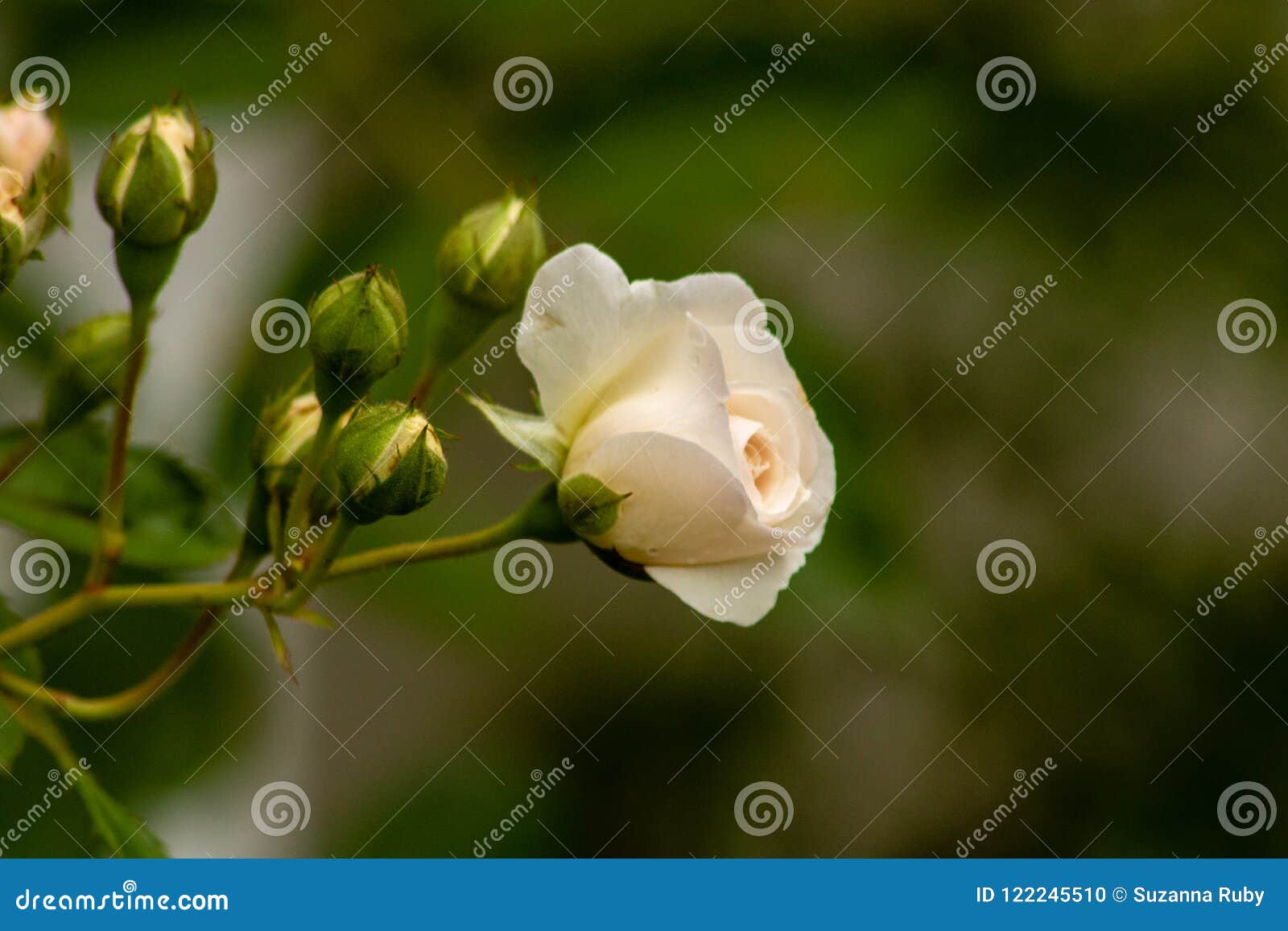 White rose bud stock photo. Image of flowers, bright - 122245510