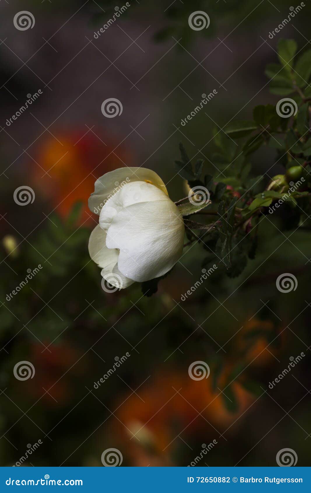 White rose bud stock photo. Image of bushes, plants, rosebuds - 72650882