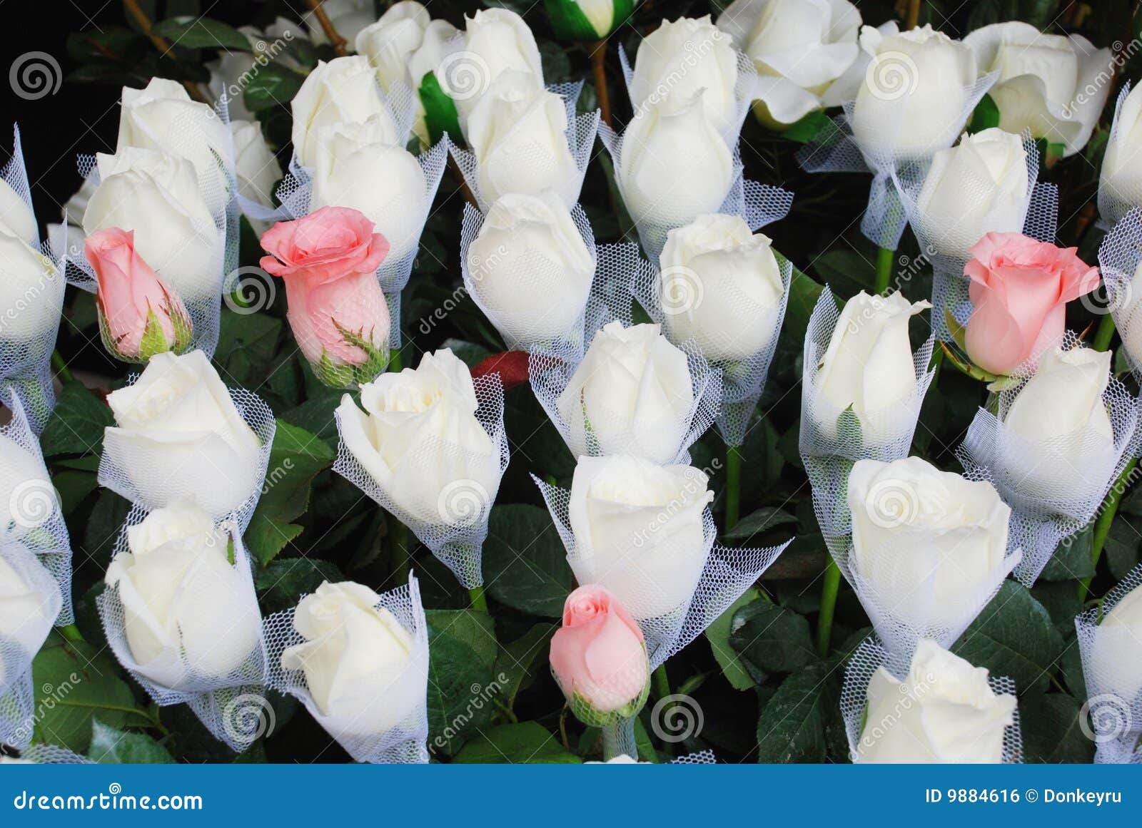 White rose bunch stock photo. Image of flower, tranquility - 9884616