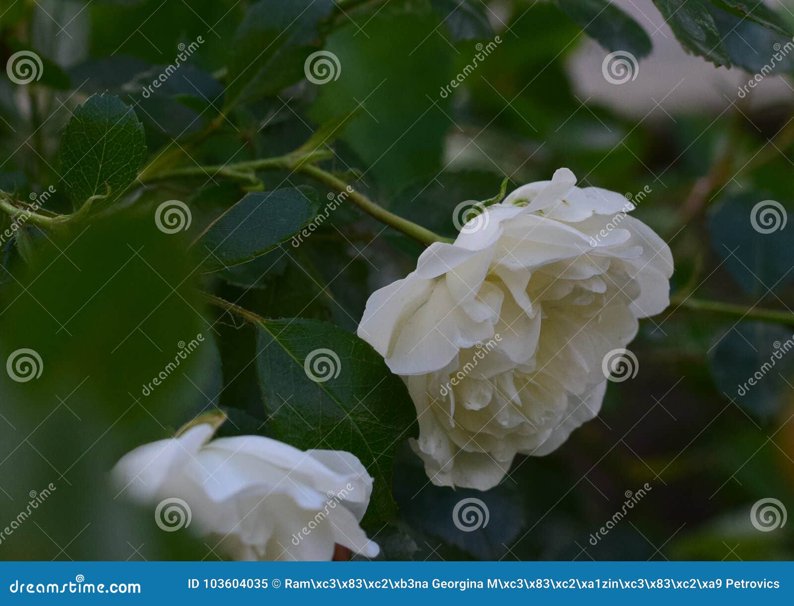 White Rose bush stock image. Image of background, white - 103604035