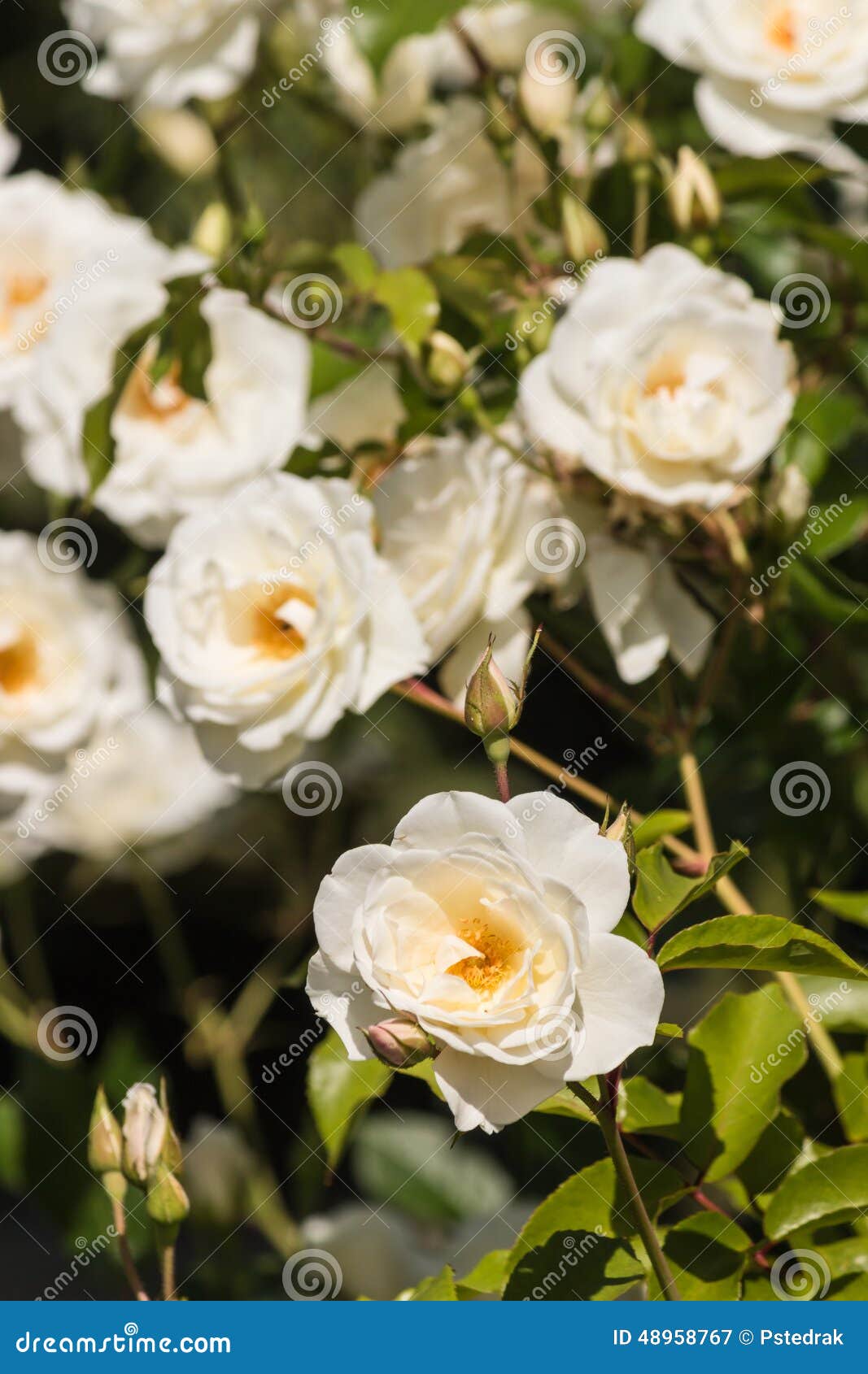 White rose bush in bloom stock image. Image of leaves - 48958767