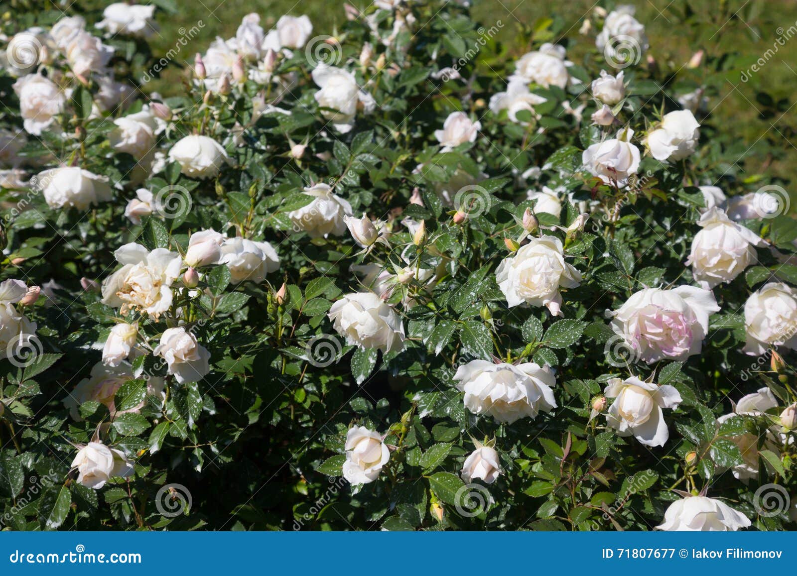 White rose bush stock image. Image of closeup, blossom - 71807677