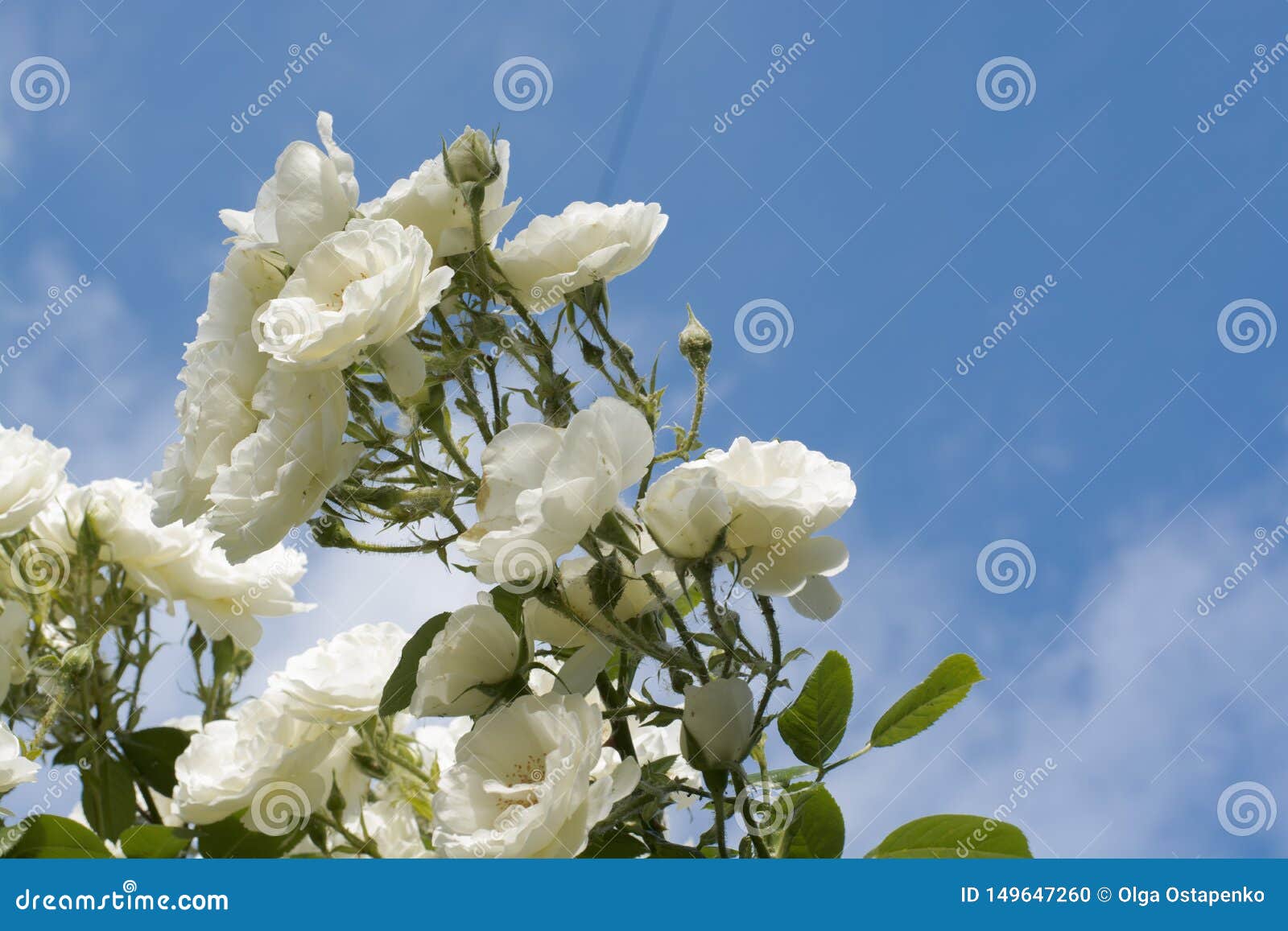 White Rose Bush in the Blue Sky Stock Photo - Image of flower, garden ...