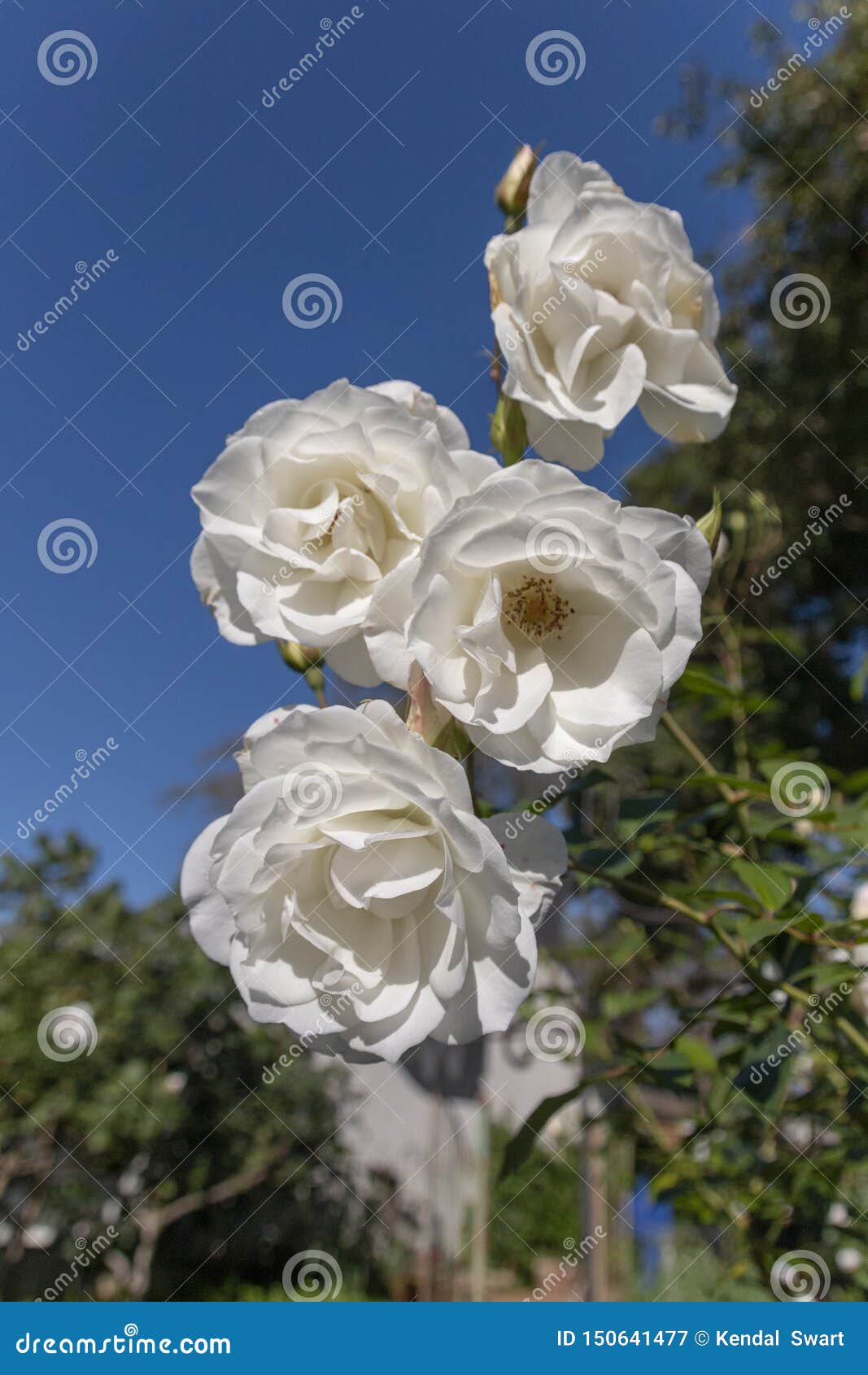 White Rose Bush stock image. Image of buds, view, spring - 150641477