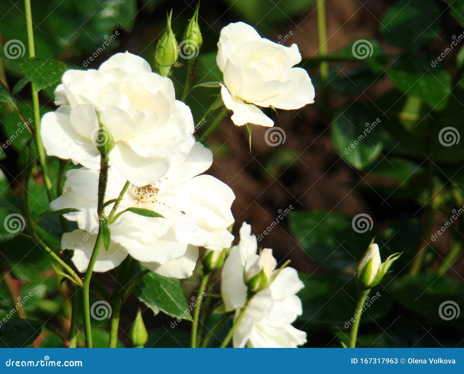 White Rose, White Rose Bush in the Garden Stock Image - Image of ...