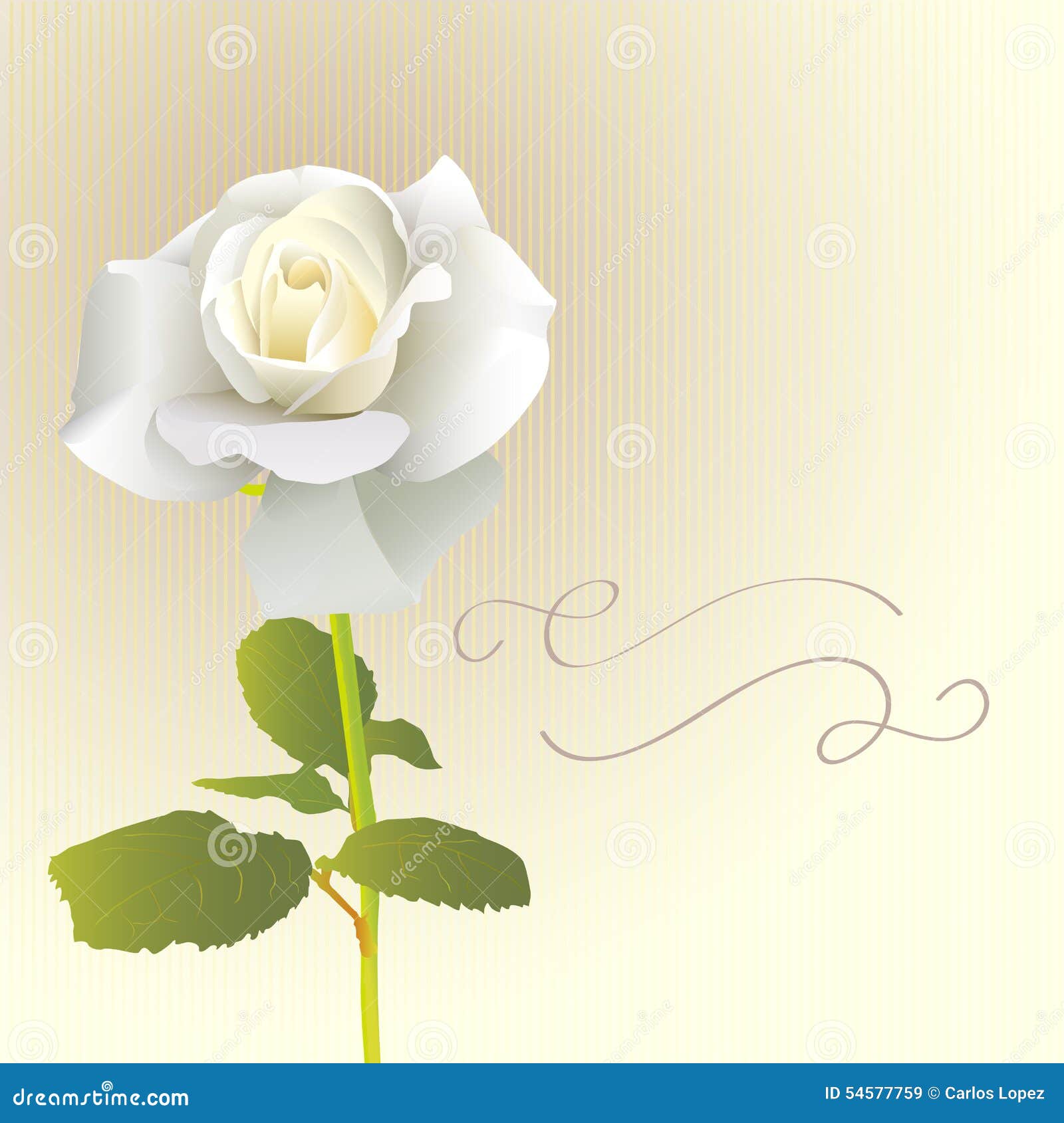 White Rose Card stock vector. Illustration of decoration - 54577759