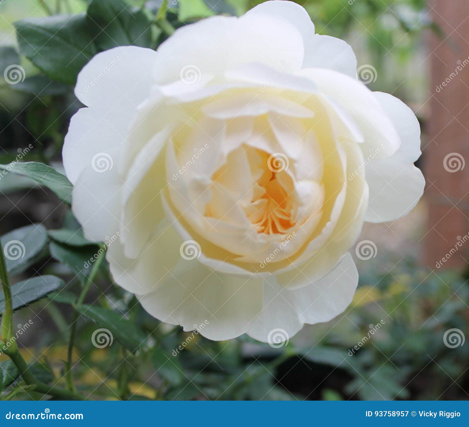 White Rose stock image. Image of love, beauty, flowers - 93758957