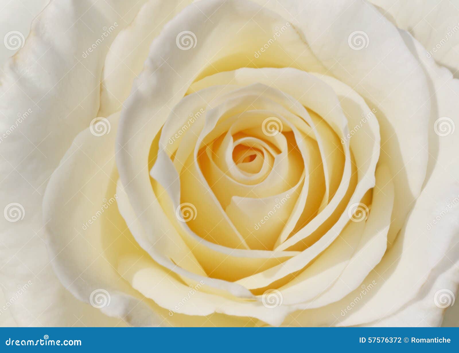 White rose stock photo. Image of close, rose, macro, beautiful - 57576372