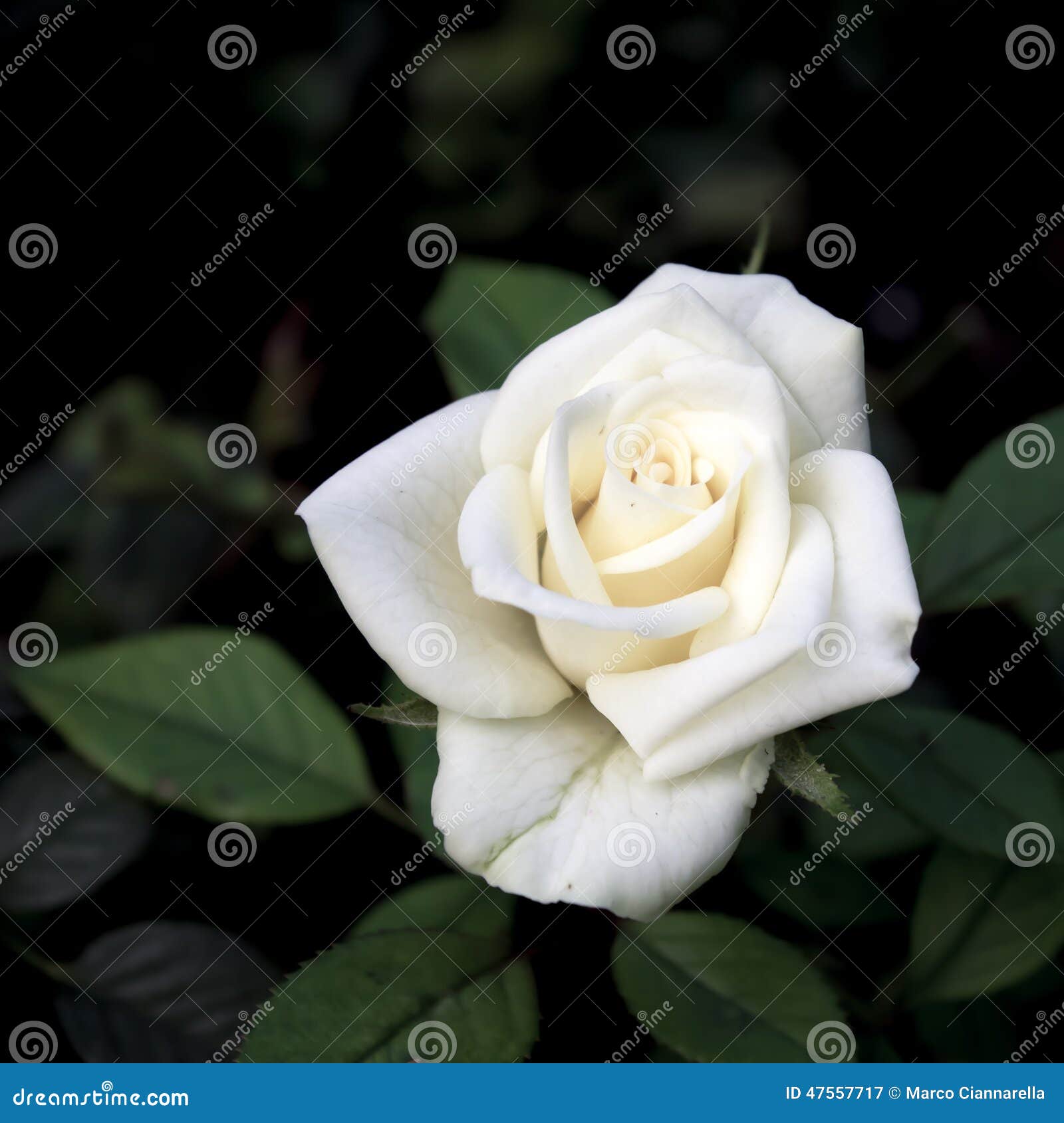 White Rose stock image. Image of closeup, leaves, floral - 47557717